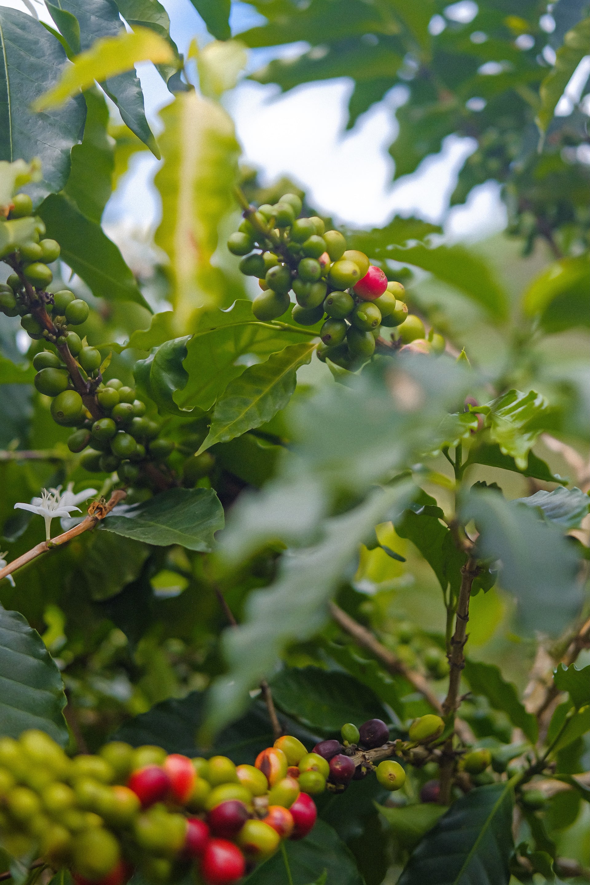 ABOUT – HEX Coffee Roasters